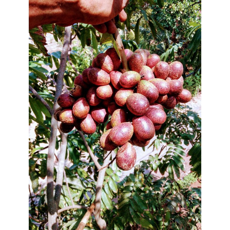 Jual 2KG BUAH MATOA SUPER DAGING TEBAL | Shopee Indonesia