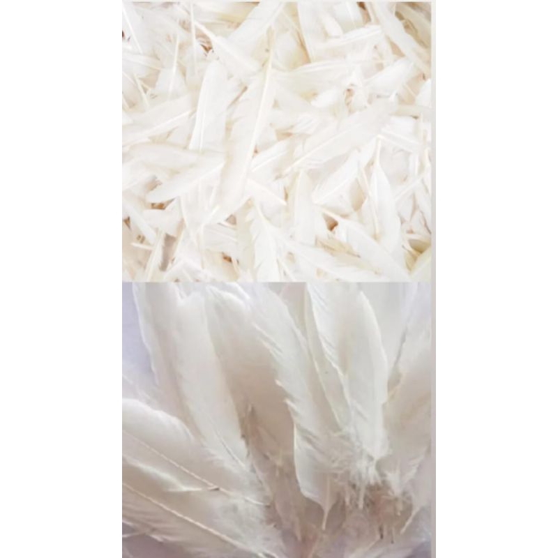 Jual Bulu Ayam putih isi 200 Helai /pack | Bulu bebek putih isi 150 ...