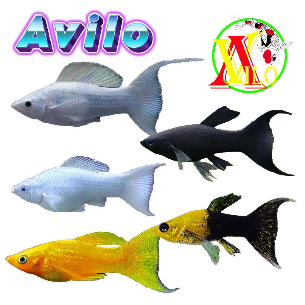 Jual paket 10 ekor ikan hias AQUASCAPE molly panjang ekor cagak cawang ...