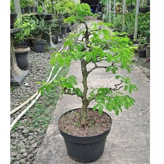 Jual Bonsai Brazilian Rain Tree (Formal Upright) | Shopee Indonesia