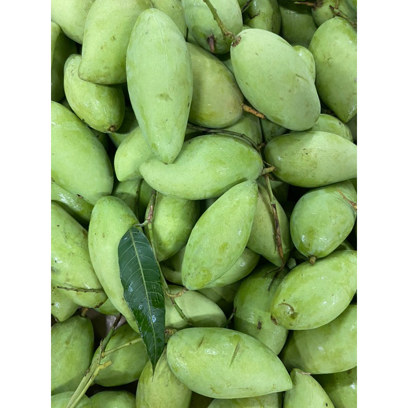 Jual MANGGA RUJAK 500GRAM MENTAH | Shopee Indonesia