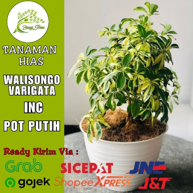 Jual Tanaman hias Walisongo golden varigata+pot putih/daun walisongo ...