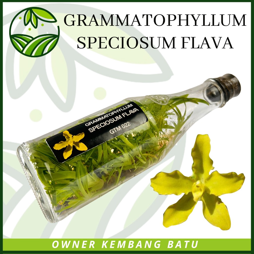 Jual Bibit Botolan Anggrek SPECIOSUM FLAVA isi 30 - 45 Kondisi Siap ...
