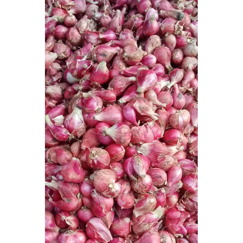 Jual BAWANG MERAH BREBES, BAWANG MERAH SUPER, BAWANG MERAH JAWA, BAWANG ...