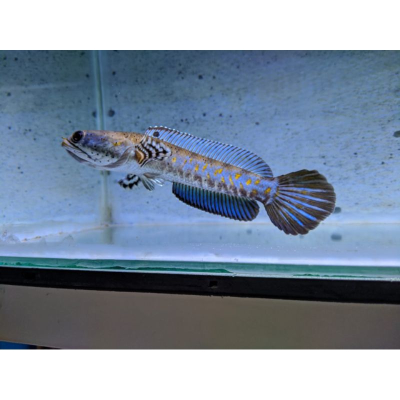 Jual channa blue pulchra 4-5cm (dekorasi aquarium) | Shopee Indonesia