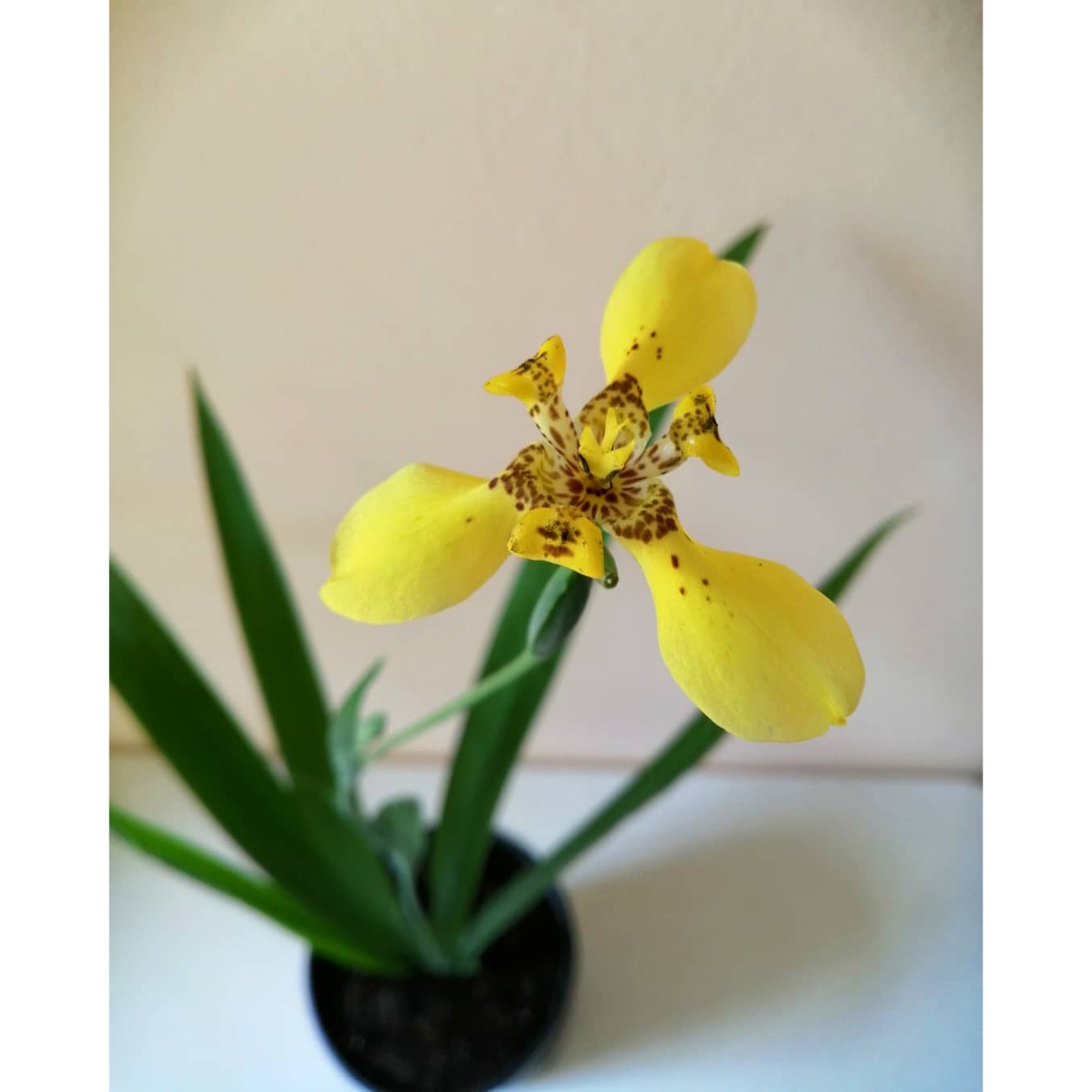 Jual TANAMAN HIAS AIRIS BUNGA KUNING / TRIMEZIA / IRIS KUNING | Shopee ...