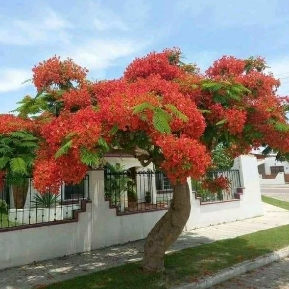 Jual Bibit flamboyan merah delonik regia tree bukan merak merakan ...