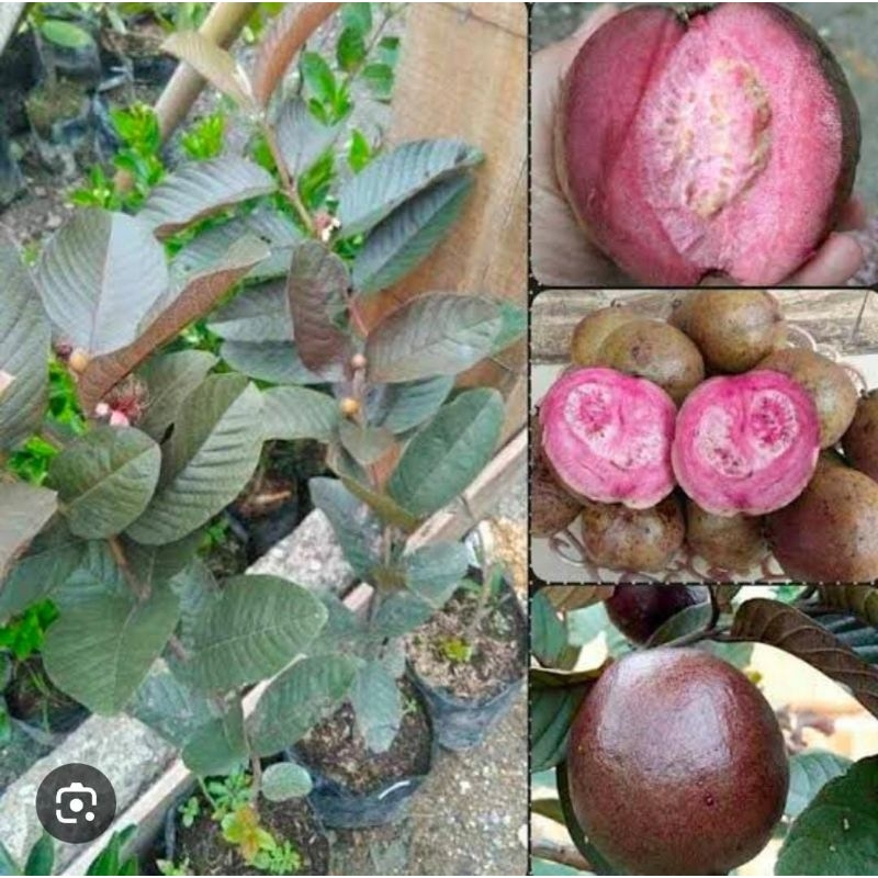 Jual Jambu Ungu Biji Klutuk Asli Langka 300 Gram Obat Herbal ...