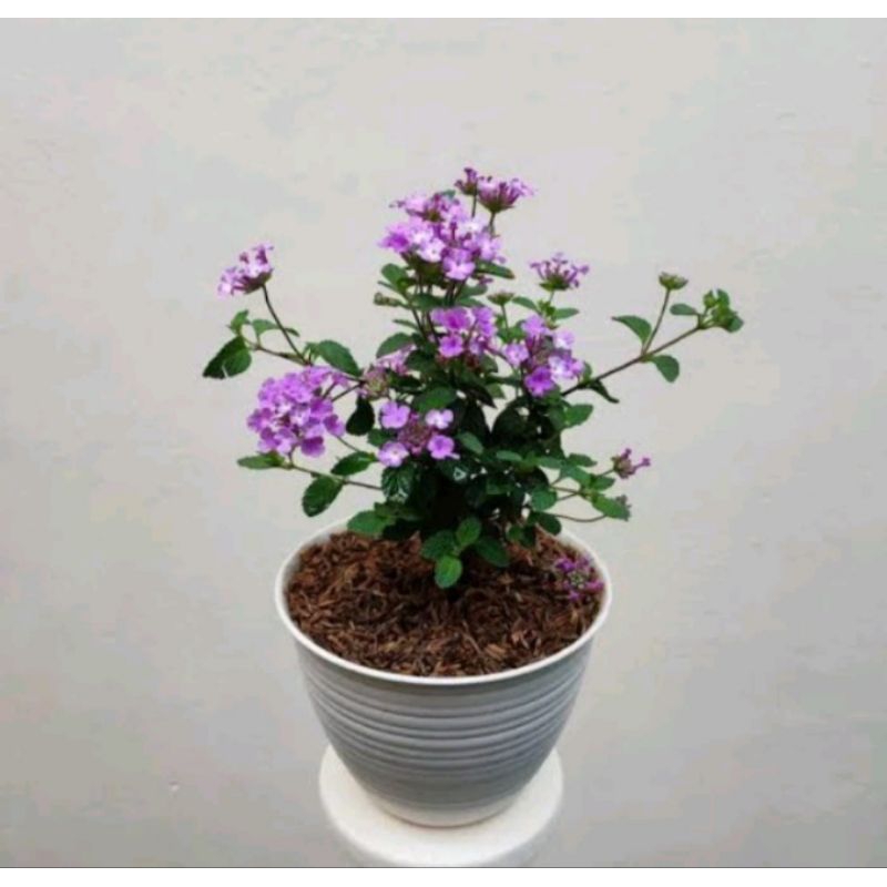 Jual TAMNAMAN HIAS BUNGA LANTANA UNGU(BUNGA TELEK. AN) | Shopee Indonesia