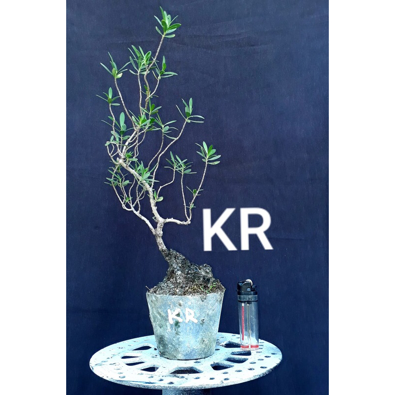 Jual Santigi KR | Shopee Indonesia