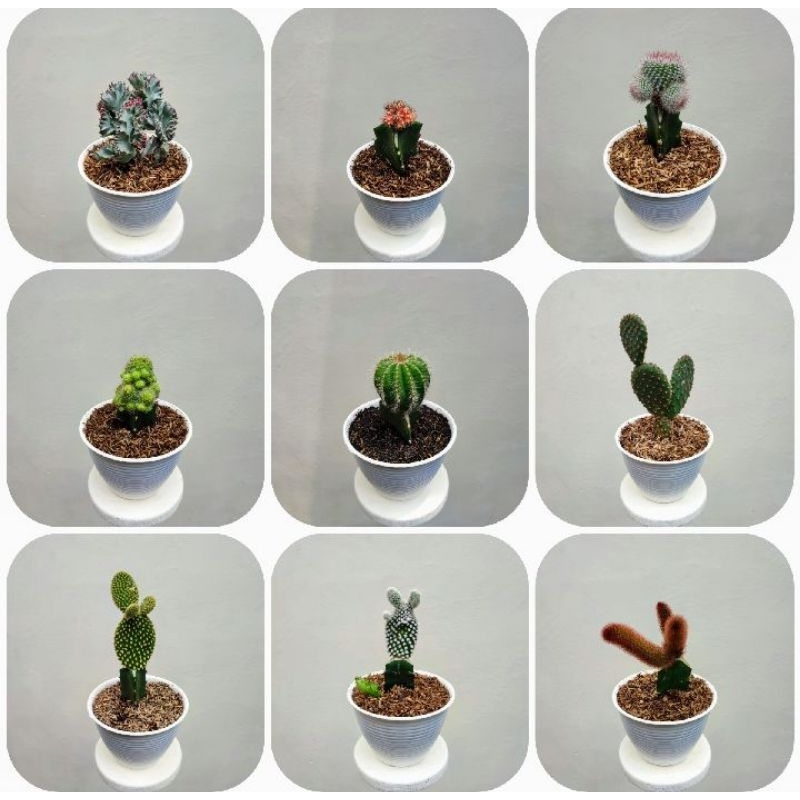 Jual Tanaman Hias Kaktus Mini |Tanaman hidup | Shopee Indonesia