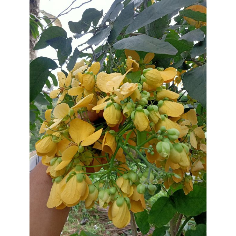 Jual Sayur Bunga Belalang Kembang Simeut Fresh Cassia Nitida | Shopee ...