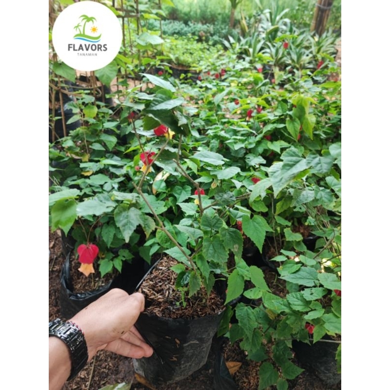 Jual ( GRATIS ONGKIR) TANAMAN HIAS LAMPION BUNGA MERAH - POHON RAMBAT ...