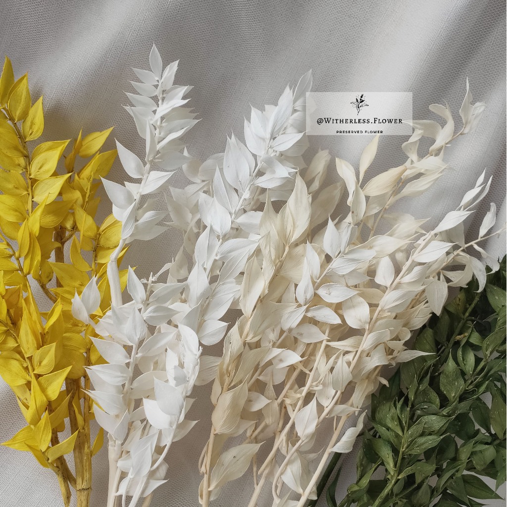 Jual 5 gr Preserved Ruscus Mini / Ruskus Dried Flower Awetan / Bunga ...