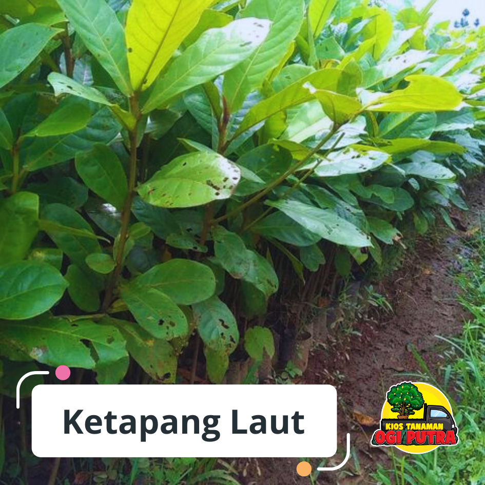 Jual Bibit Ketapang Laut / Ketapang Daun Lebar (Terminalia catappa ...