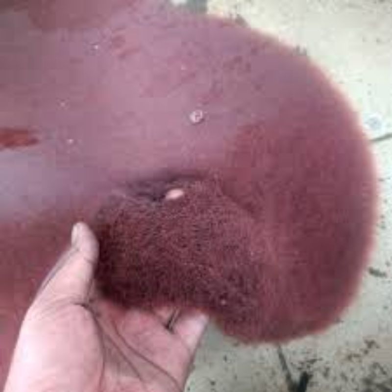 Jual ( KHUSUS INSTANT) Cacing Sutra Sutera HIDUP Casut Pakan Makanan ...