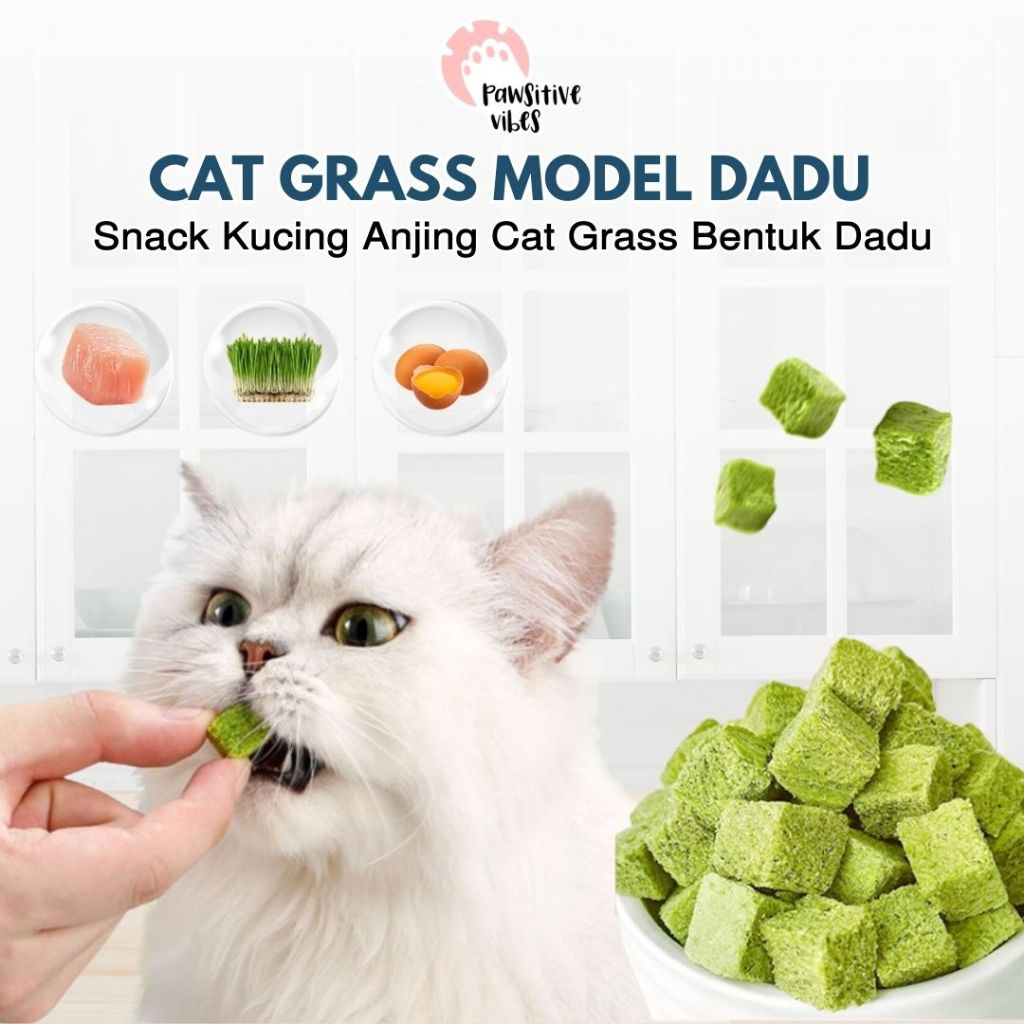 Jual Cat Grass Dadu - Snack Rumput Kucing - Cat Grass Premium Grass ...