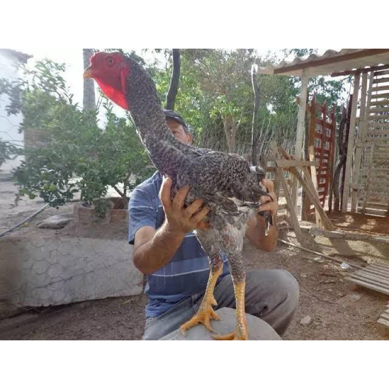 Jual TELUR FERTIL AYAM GODZILA F1 UNTUK DITETASKAN | Shopee Indonesia