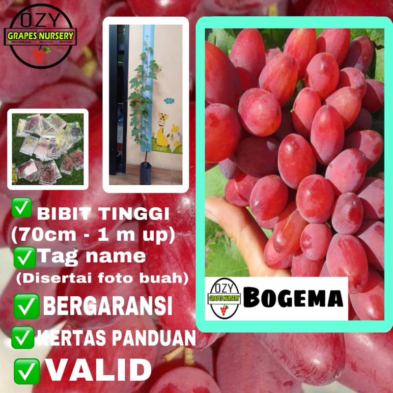 Jual BIBIT ANGGUR BOGEMA | Shopee Indonesia