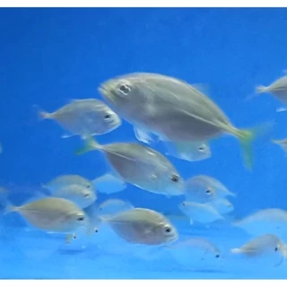 Jual Ikan GT Terlengkap & Harga Terbaru Juli 2024 | Shopee Indonesia