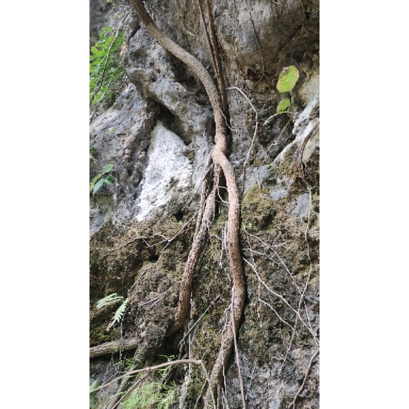 Jual akar Tlogosari 50 cm | Shopee Indonesia