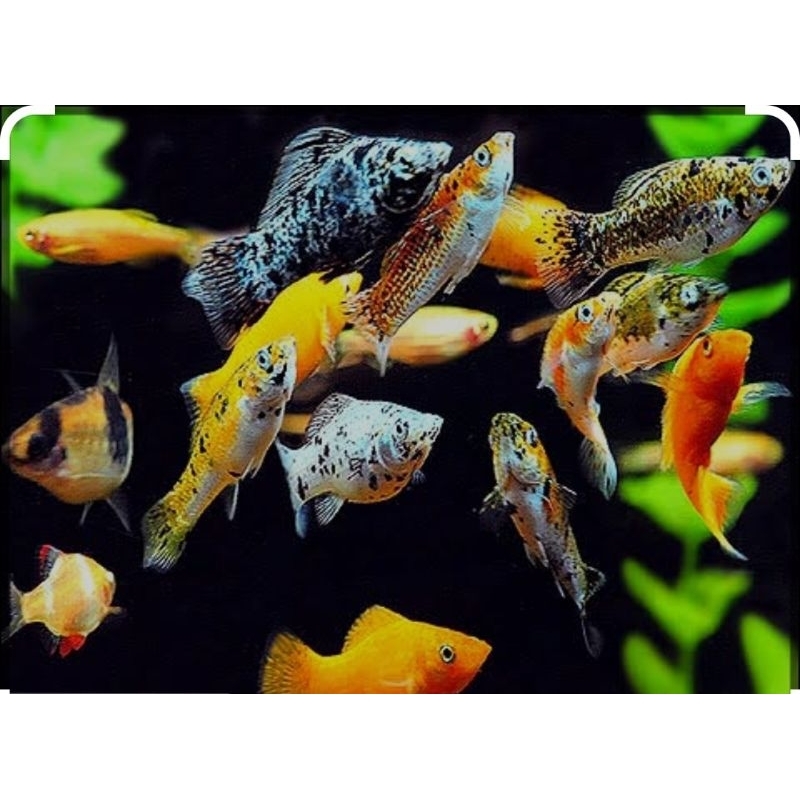 Jual New molly mix isi 10 ekor murah dari petani | Shopee Indonesia