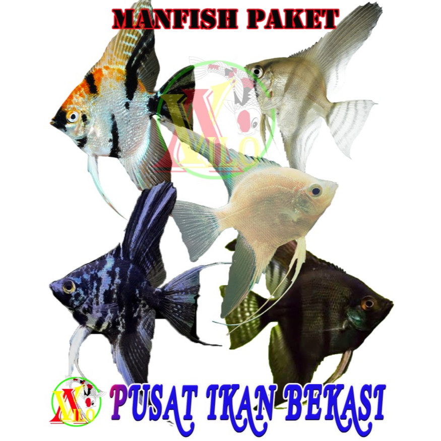 Jual ojek paket 10 ekor manfish angel fish aneka jenis rendom mix ikan ...