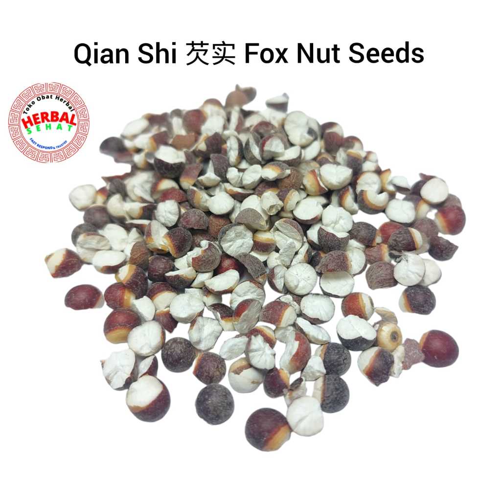 Jual Qian Shi - Fox Nut Seeds / Euryale Seeds / Kiansep / Lakbi ...