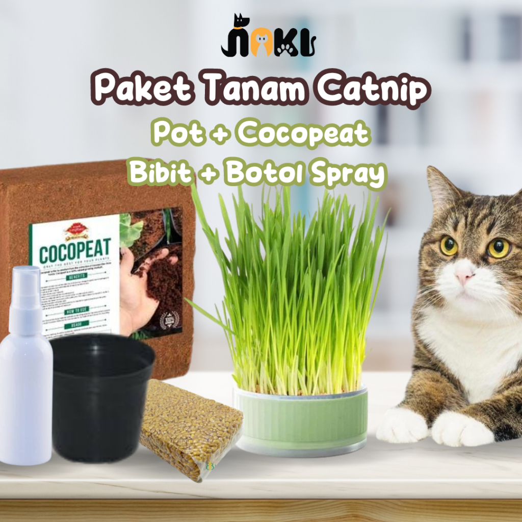 Jual NOKI PAKET TANAM CATNIP PAKET MENANAM CATNIP OBAT STRESS KUCING ...