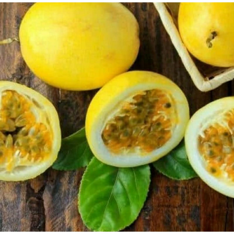 Jual 100 Benih Bibit Biji Markisa KUNING SUPER Besar, Buah segar kaya ...