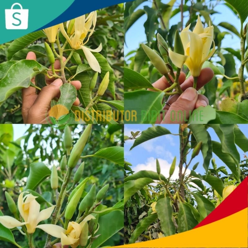 Jual Bibit Bunga Kantil Putih | Shopee Indonesia