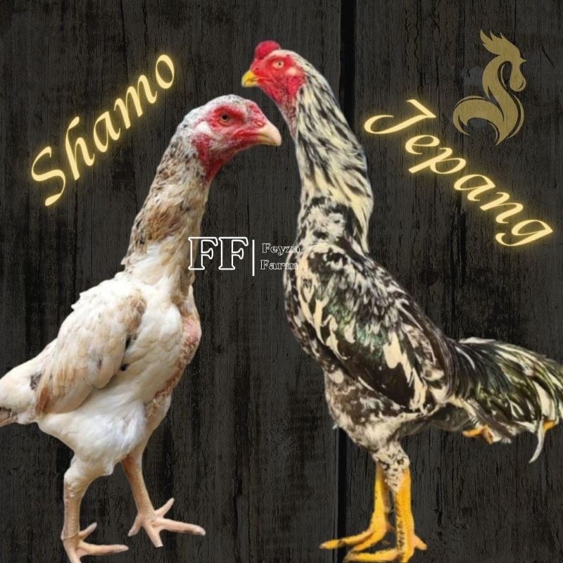 Jual telur ayam shamo jepang ori bisa untuk di tetaskan | Shopee Indonesia