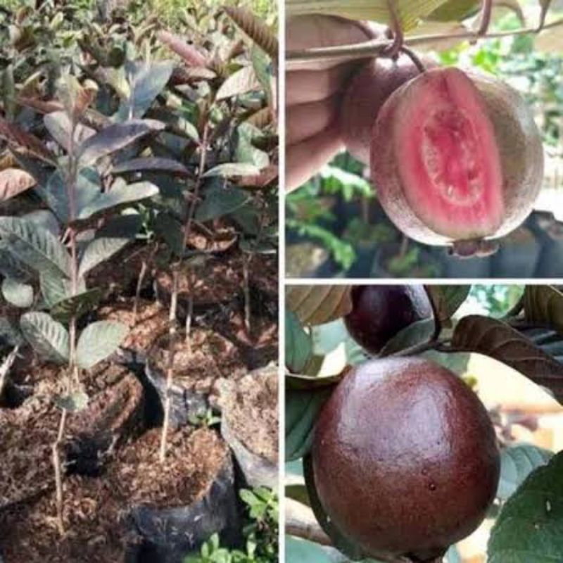 Jual jambu merah jambu pohon merah | Shopee Indonesia