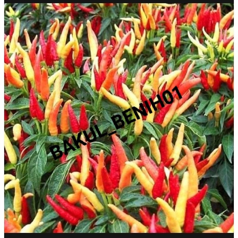 Jual PROMO 500+ BENIH CABAI RAWIT SETAN SUPER PEDAS UNGGUL PRODUK ...