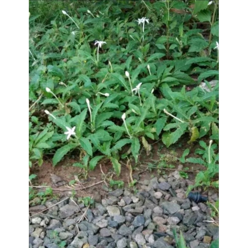 Jual tanaman herbal kitolod bunga katarak | Shopee Indonesia