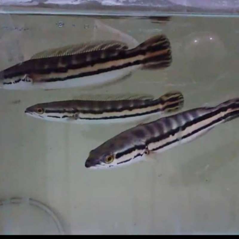 Jual ikan gabus Toman ukuran 20cm | Shopee Indonesia