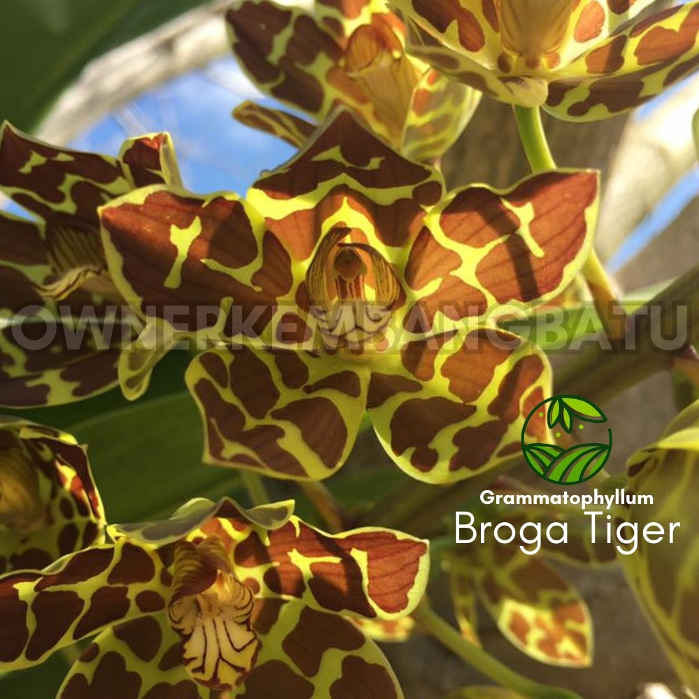 Jual Anggrek Dewasa Gramma BROGA TIGER Koleksi Langka Warna Unik Bunga ...