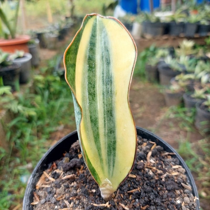 Jual tanaman hias sanseviera MASONIANA VARIGATA / MASON VARIGATA ...