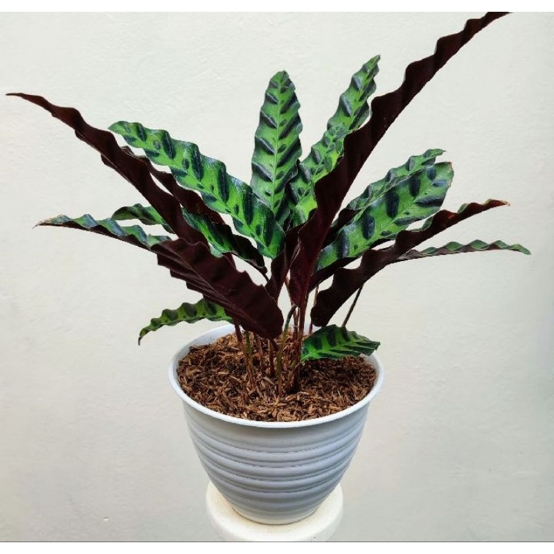 Jual Calathea Lancifolia | Tanaman Hias | Tanaman Hidup | Shopee Indonesia