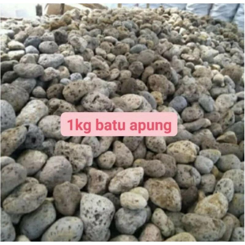 Jual Media Filter Batu Apung 1kg Batu Apung Media Filter Aquarium ...
