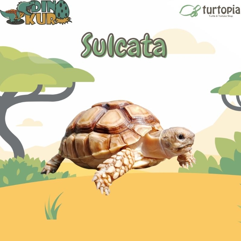 Jual SULCATA SULKATA TORTOISE | Shopee Indonesia
