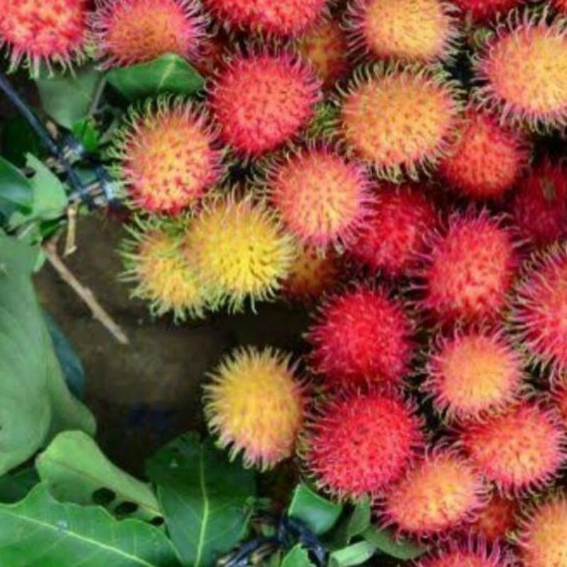 Jual bibit rambutan rapiah super genjah (hasil Okulasi) | Shopee Indonesia Jual bibit rambutan rapiah super genjah (hasil Okulasi) | Shopee Indonesia
