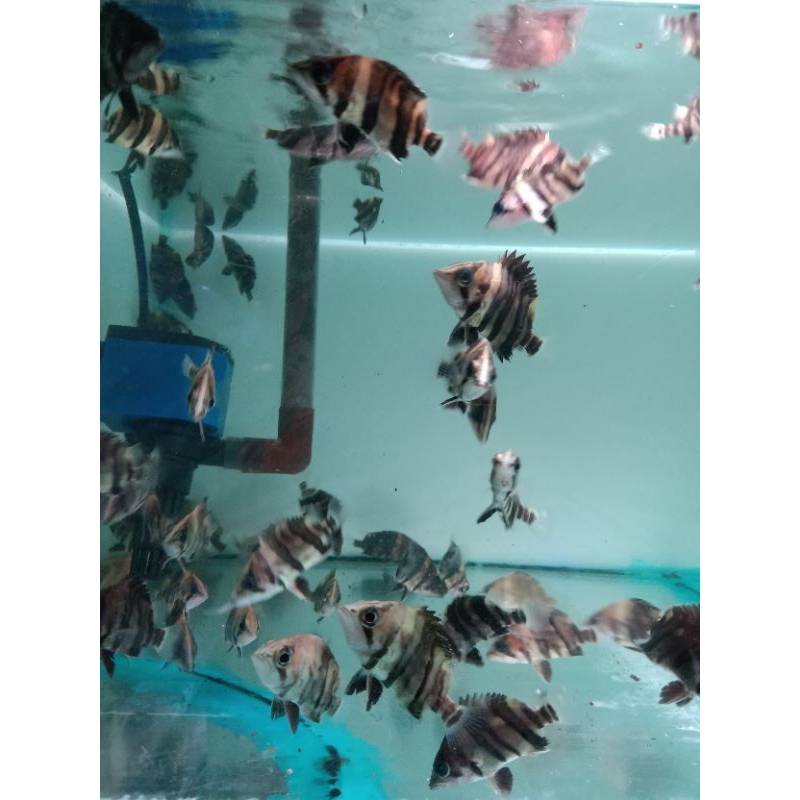 Jual DATZ TIGER FISH MIX BAR | Shopee Indonesia