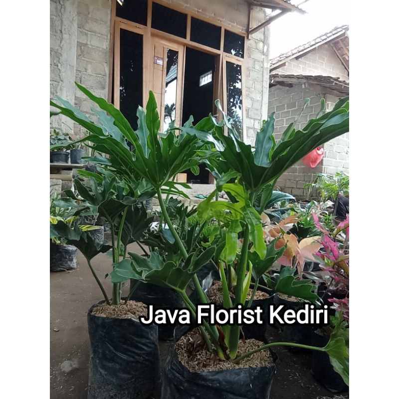 Jual Bunga Hias Philo Jari super Jumbo siap Pajang(new) | Shopee Indonesia
