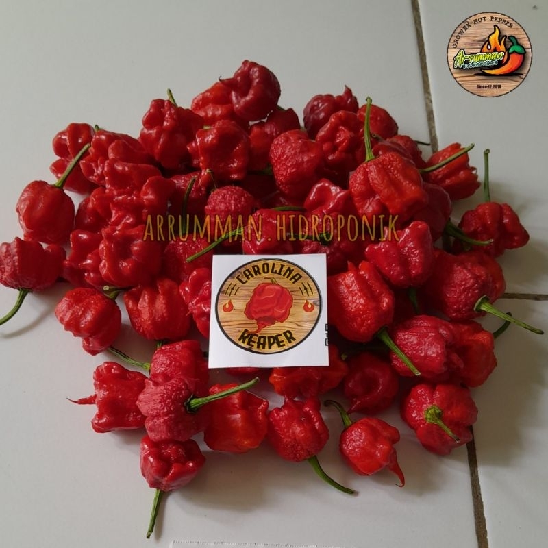 Jual BUAH Segar Cabe CAROLINA REAPER isi 250 Gram | Shopee Indonesia