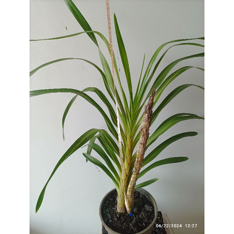 Jual Grammatophyllum Speciosum Variegata (Anggrek Tebu Variegata ...