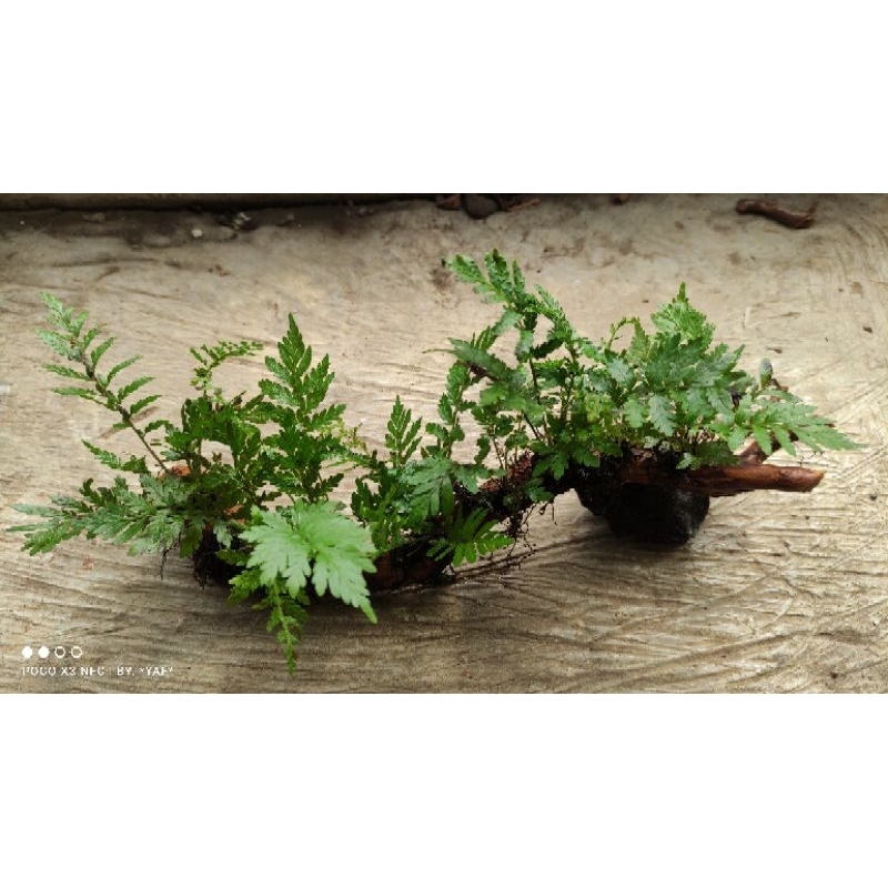 Jual pakis media kayu rasamala aquarium | Shopee Indonesia