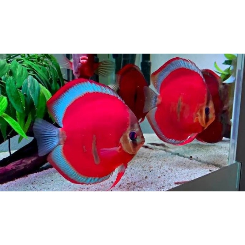 Jual Discus Sun Merah Blue Hias Aquarium | Shopee Indonesia