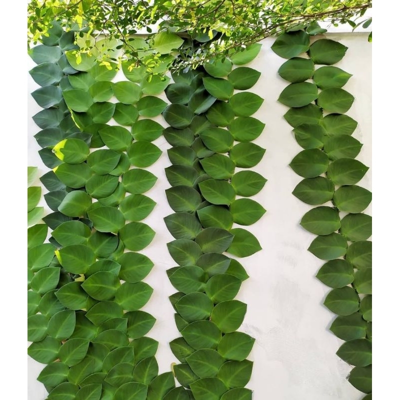 Jual TANAMAN HIAS DAUN DOLAR BESAR | Shopee Indonesia
