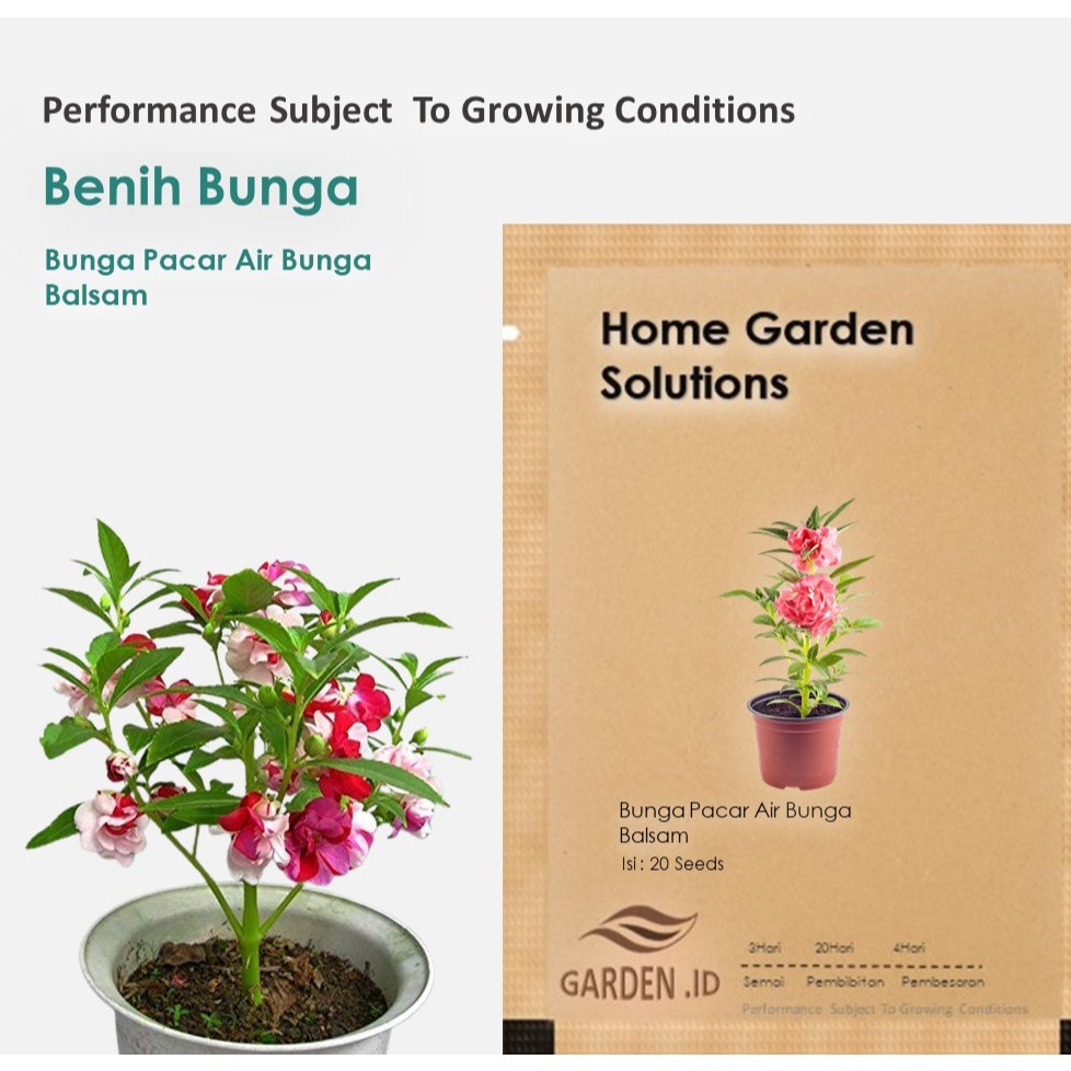 Jual Bibit Benih Bunga Pacar Air bunga Balsam ( Isi 20 Biji ) | Shopee ...